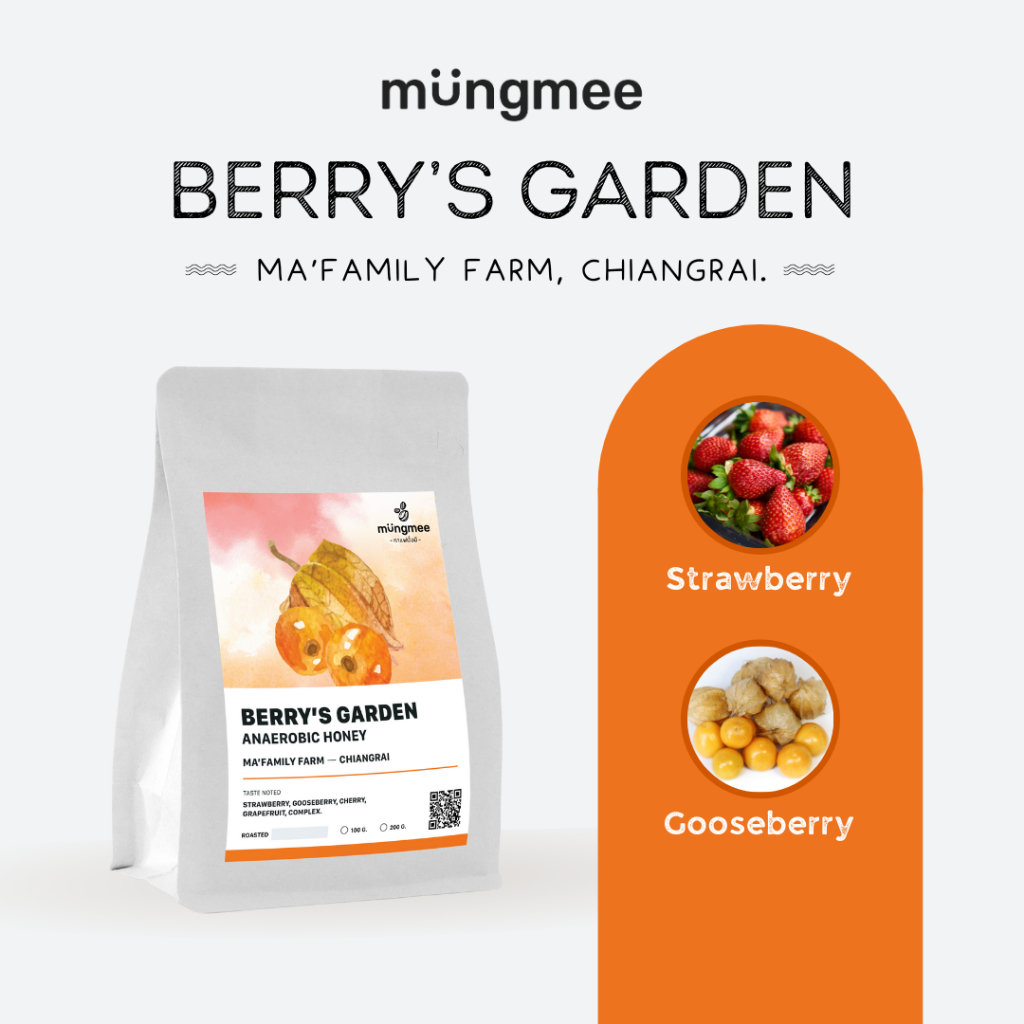 Mungmee Coffee เมล็ดกาแฟ คั่วอ่อน ไร่กาแฟครอบครัวมะ - Berry's Garden ...
