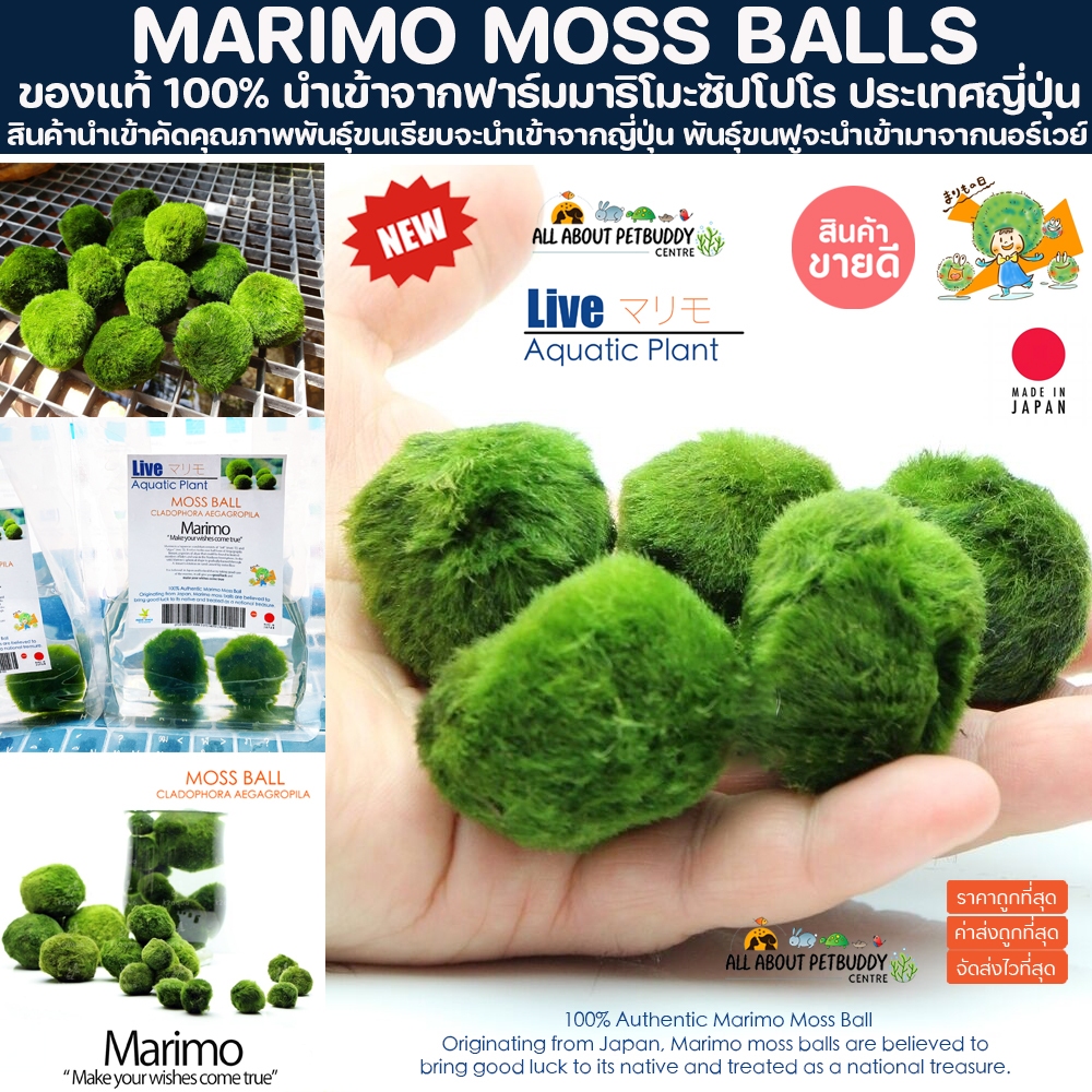 [ของแท้💯% พร้อมจัดส่ง] Marimo มาริโมะ สาหร่ายตกแต่งตู้ปลา สาหร่ายมาริโมะ มอสบอล สาหร่ายนำโชค ...