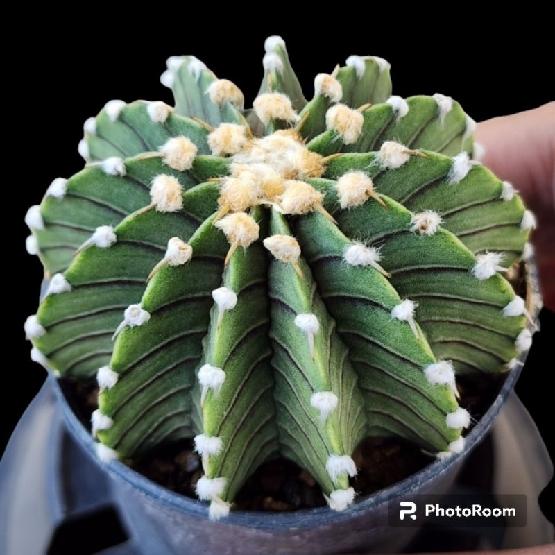 LB2178 13พู หายาก ไม้เพาะเมล็ด น่าเก็บ ทำพันธุ์ | Shopee Thailand