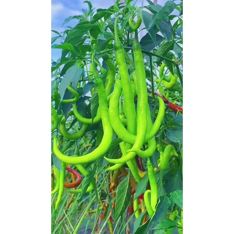 เมล็ดพันธุ์พริกยาวโจลอง | Shopee Thailand