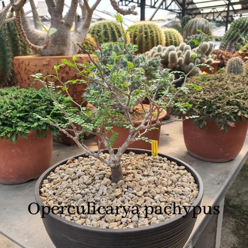 Operculicarya pachypus โอเปอร์ พาชีพุส ไม้ชำราก | Shopee Thailand