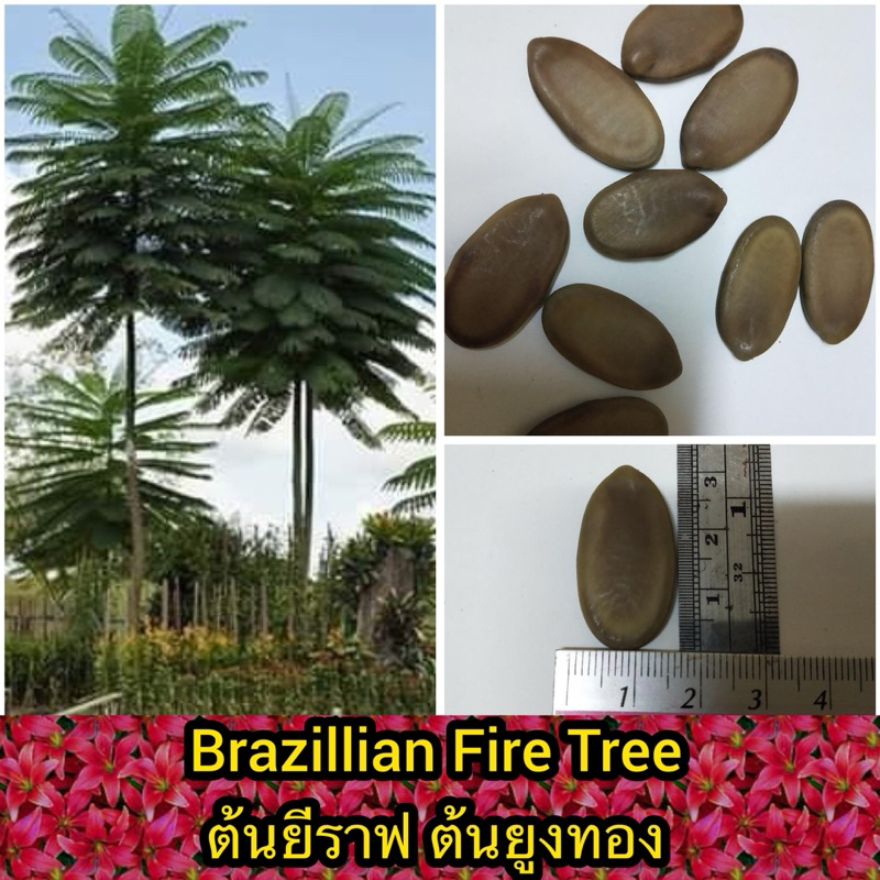 Schizolobium parahyba Brazilian Firetree เมล็ด ต้นยูงทอง ต้นยีราฟ Tower ...