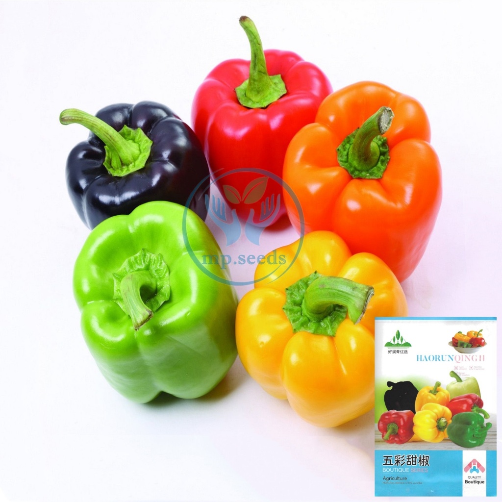 เมล็ดพริกหวาน คละสี/ส้ม/ม่วง/เหลือง/แดง 50-140 เมล็ด Bell Pepper Color ...