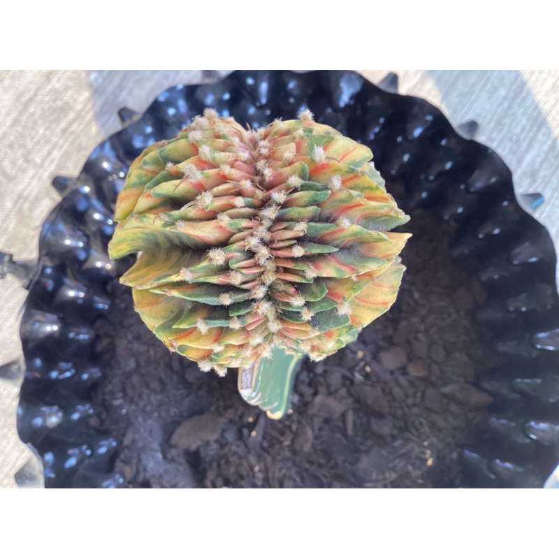 Lb2178คริสตาต้าด่างแท้เหลืองอร่ามหายาก | Shopee Thailand