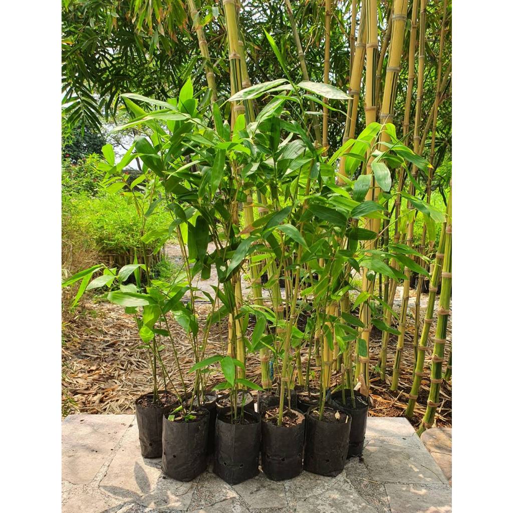 ไผ่เก้าดาวโคลัมเบียGuadua Angustifolia Kunth | Shopee Thailand