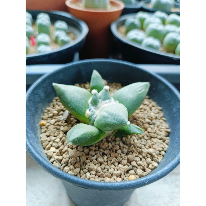 Ariocarpus Trifinger ไม้เมล็ด/กระถาง3นิ้ว | Shopee Thailand