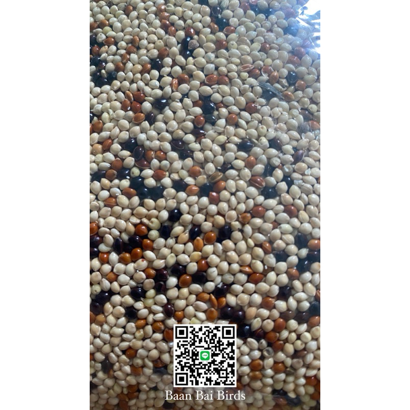 มิลเล็ต อาหารนกแก้วเล็ก 500g. | Shopee Thailand