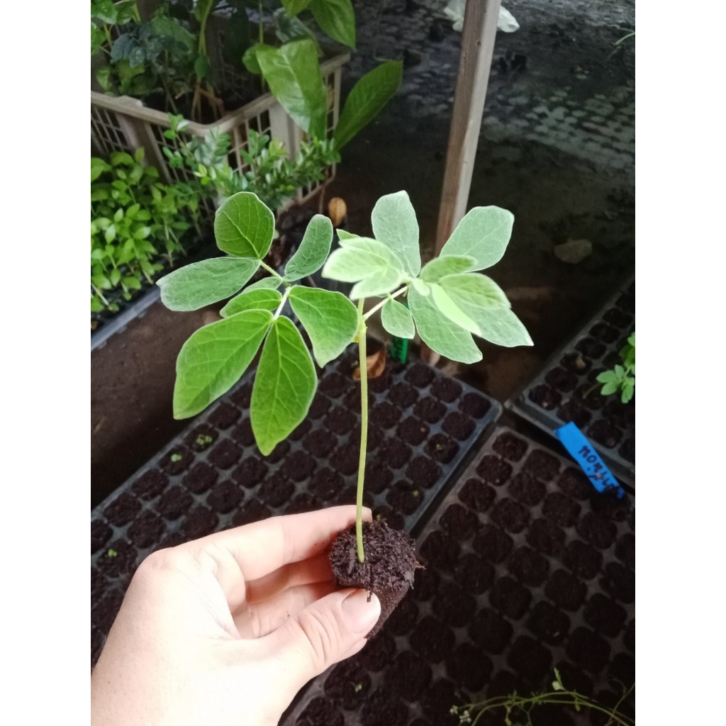 ต้นกล้า จามจุรี ก้ามปู ฉำฉา จามจุรีแดง ต้นละ 10บาท ซื้อ 10ต้นแถม 2ต้น ...