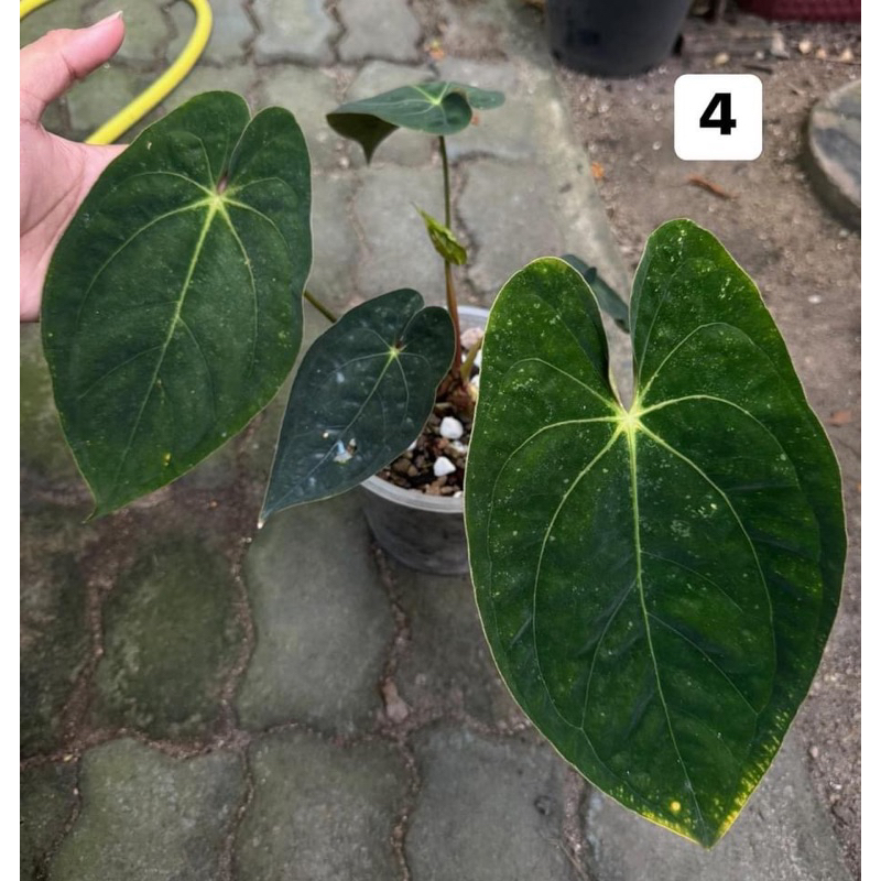 Anthurium papillilaminum “guna yala” (ต้นในรูป) | Shopee Thailand