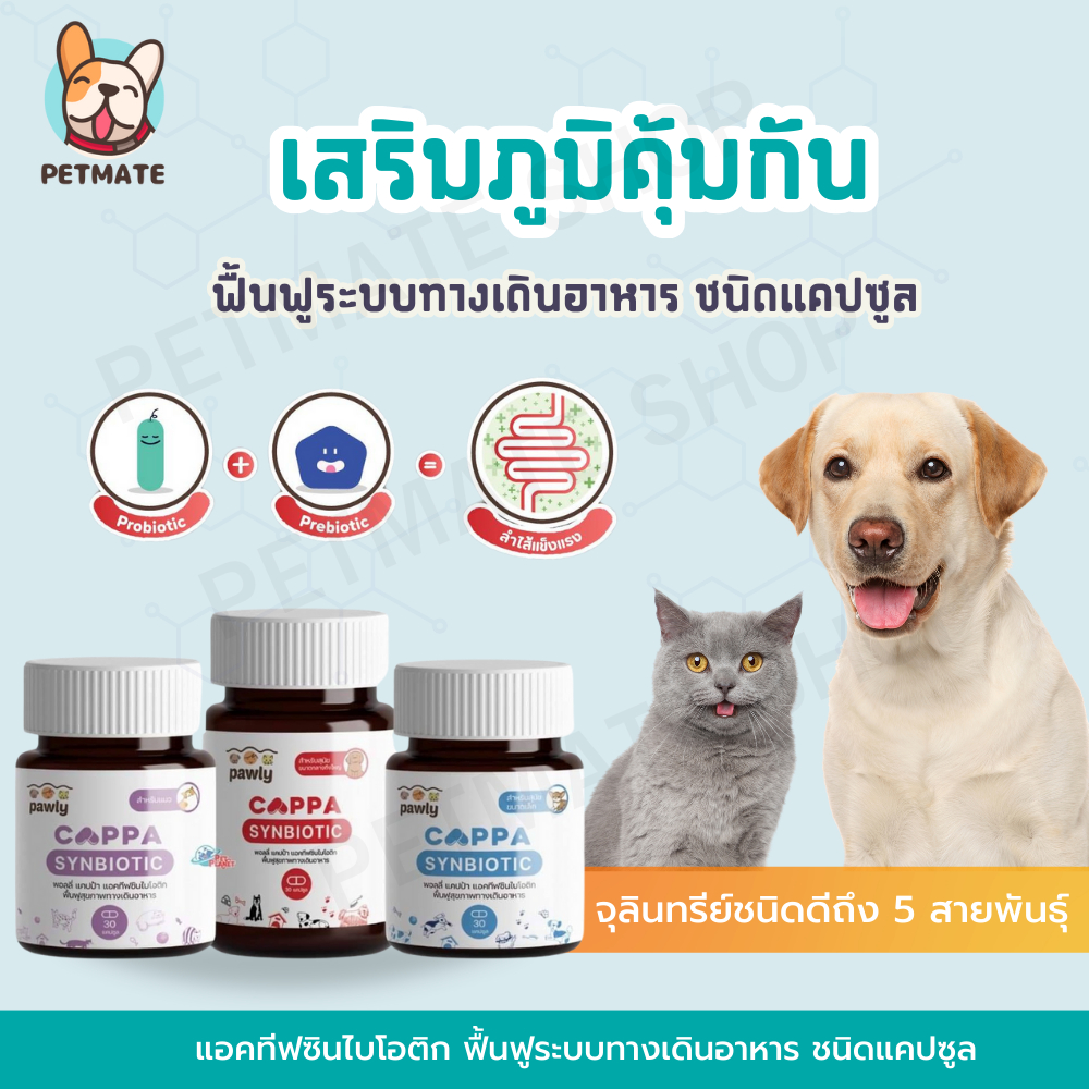 Pawly Cappa อาหารเสริมรักษาสมดุล แอคทีฟซินไบโอติก ช่วยฟื้นฟูระบบทางเดินอาหารของสุนัขและแมว ...