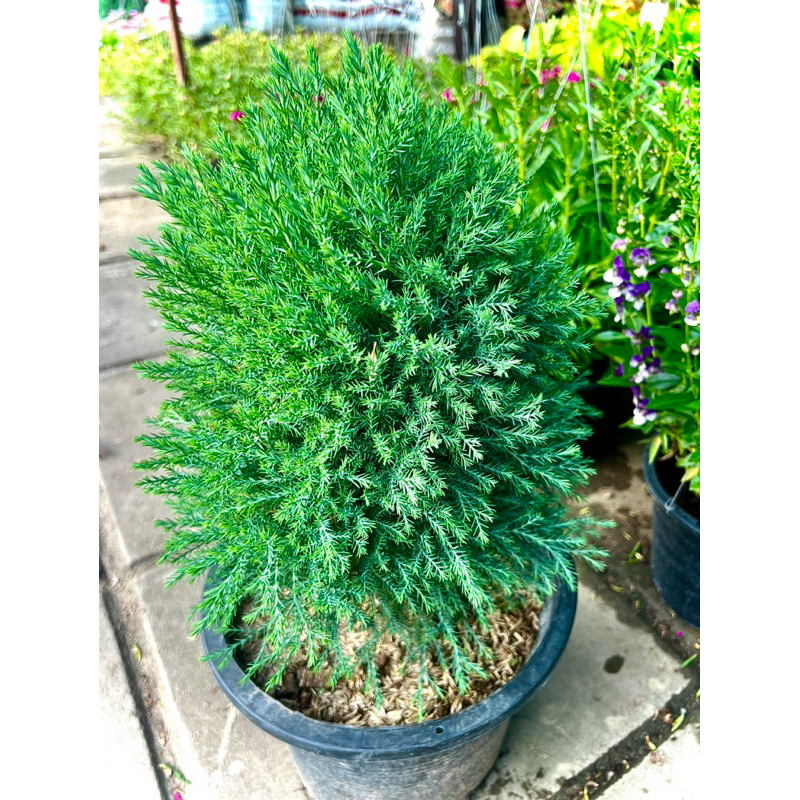 ต้น สนบอน Bon Pine Tree ไม้พุ่ม ไม้ประดับ | Shopee Thailand