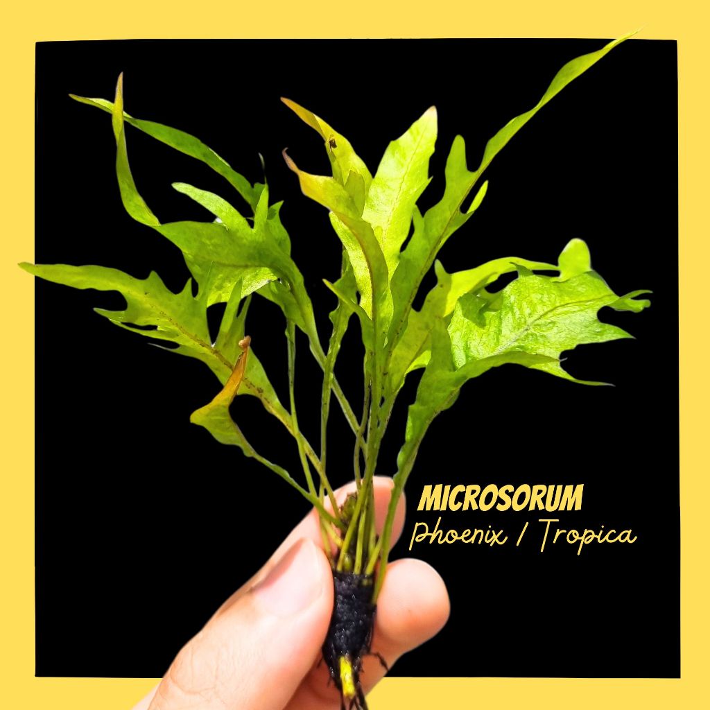 รากดำ ฟินิกซ์/ทรอปิก้า จาวาเฟิร์นขนนก - MICROSORUM SP. ‘PHOENIX’ ต้นไม้น้ำ | Shopee Thailand