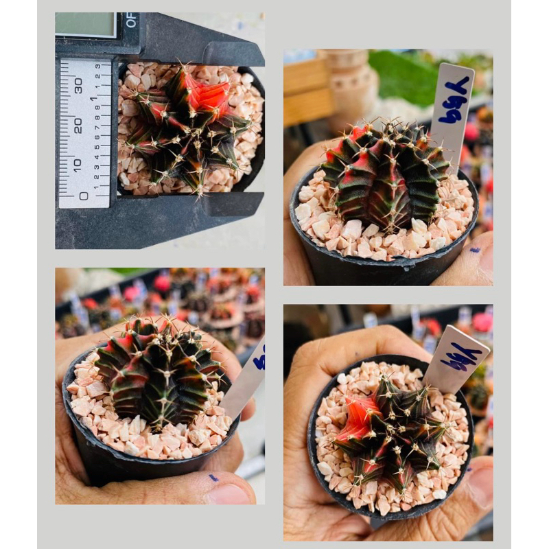ยิมโนด่าง ไม้เมล็ด กระบองเพชร แคคตัส Gymnocaliciam Cactus | Shopee Thailand