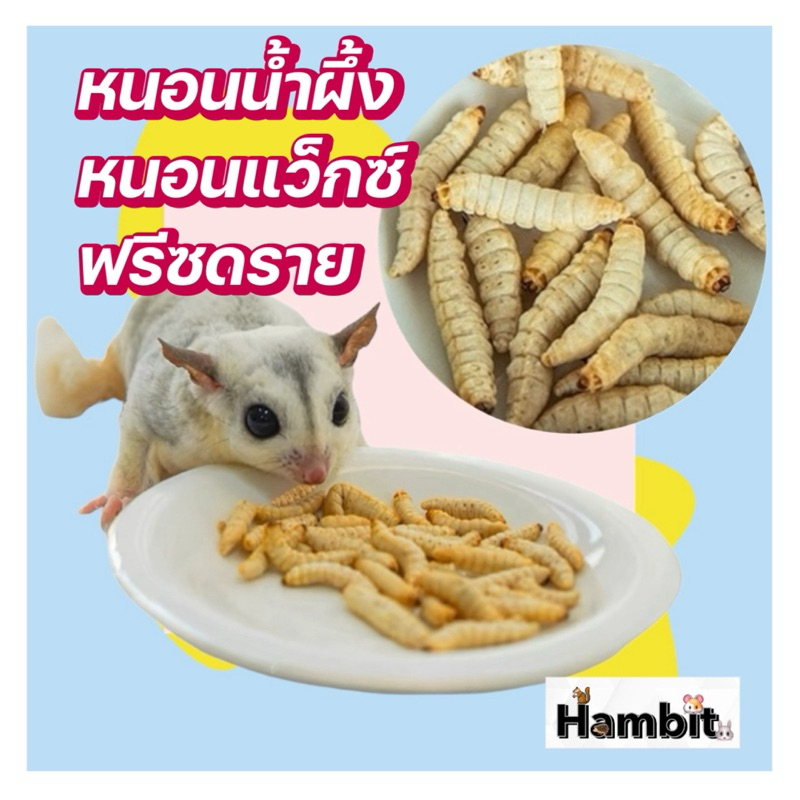 Hambit. หนอนน้ำผึ้ง หรือ หนอนแว็กซ์ ฟรีซดราย ชูการ์ เม่น แฮมเตอร์ ...