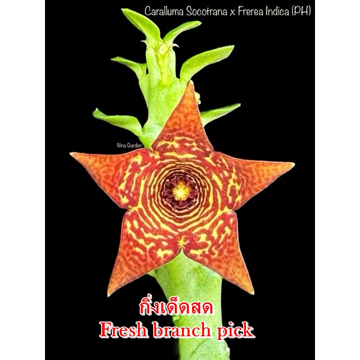 เก๋งจีน Caralluma Socotrana x Frerea Indica Pranburi Hybrid *กิ่งเด็ดสด ...
