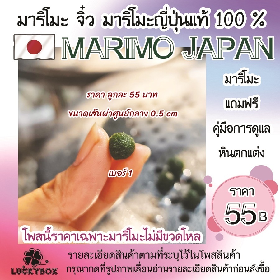 Marimo มาริโมะ สาหร่ายขนาดจิ๋ว ราคาเริ่มต้น 39 บาท | Shopee Thailand