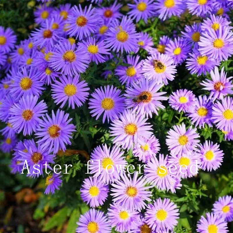 เมล็ดพันธุ์ ดอกแอสเตอร์คละสี (Powder Puff Aster Flower Seed) 1000 เมล็ด ...