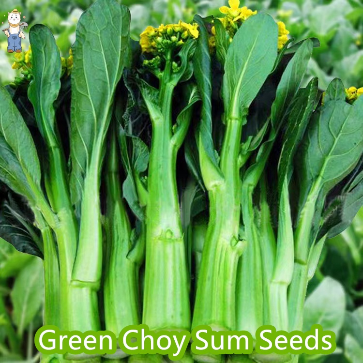 ปลูกง่าย ปลูกได้ทั่วไทย (300เมล็ด) เมล็ดพันธุ์ ผักกวางตุ้ง Sweet Green Choy Sum Seeds Organic ...