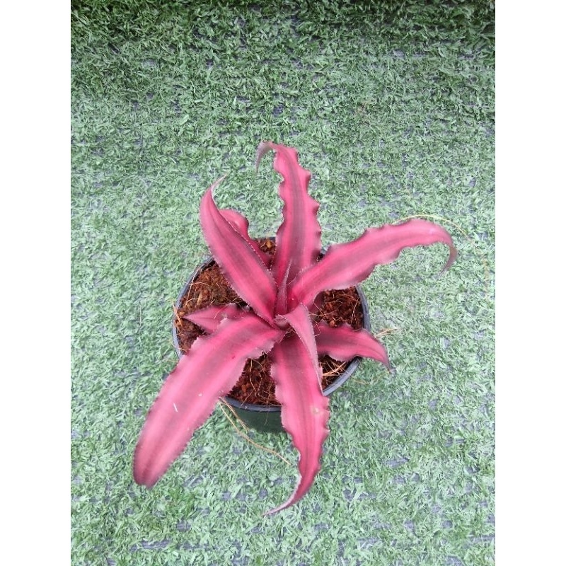 สัปปะรดสีแคระ ดาวแดง [Cryptanthus Bromeliad cv" Ruby Star "] ในกระถาง2 ...