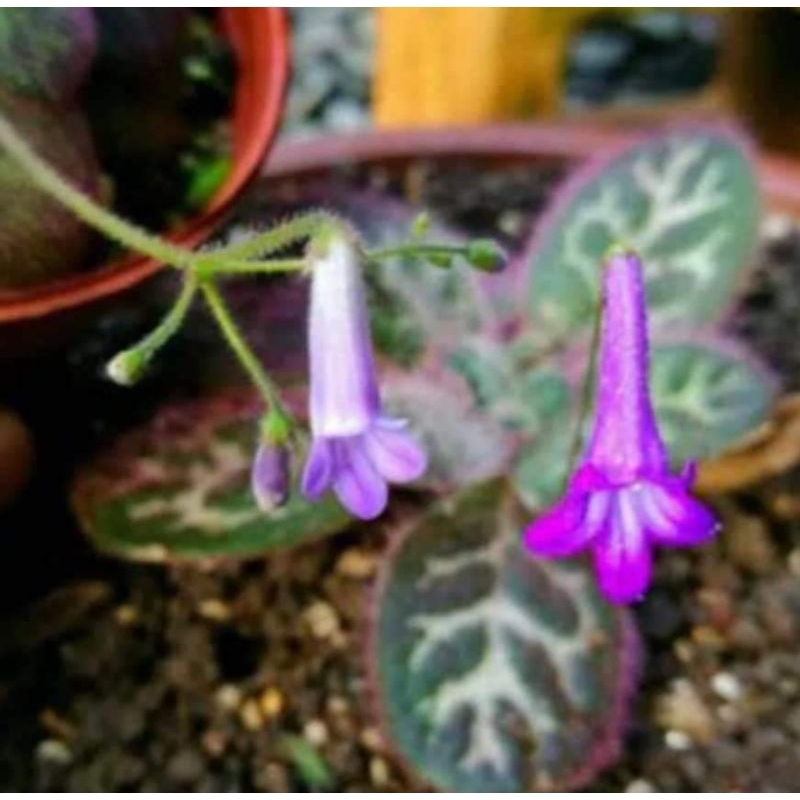 Primulina sinovietnamica ไม้ใบสวย | Shopee Thailand