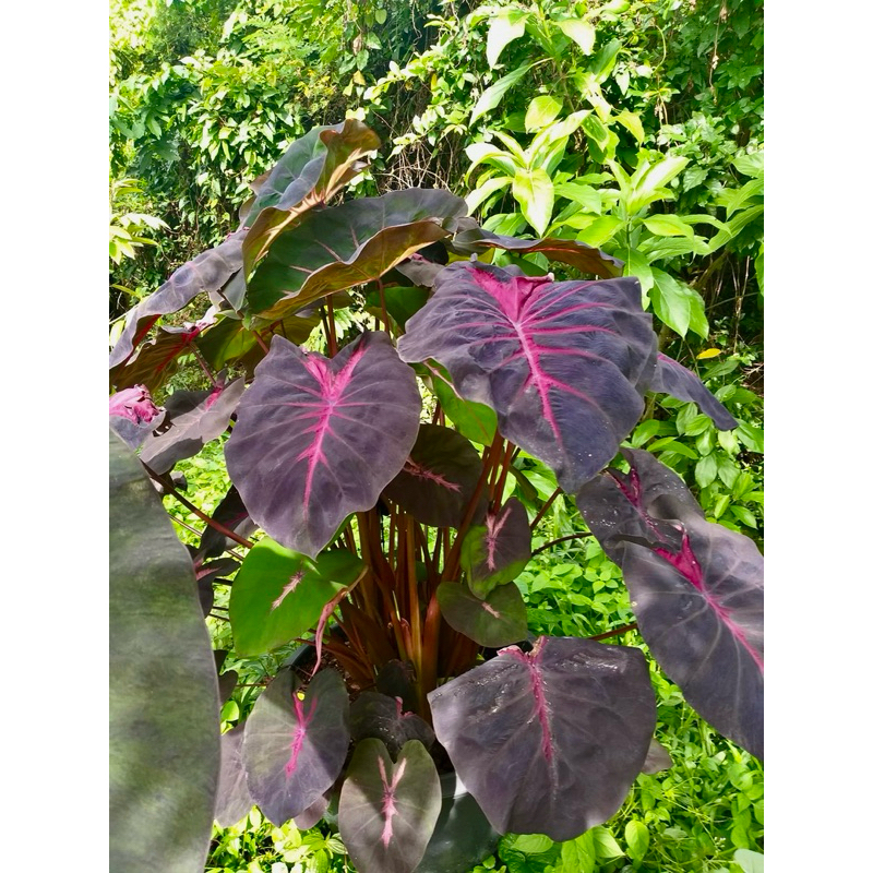 โคโลคาเซียเรดเดวิล(Colocasia Red devil)ไม้ฟอกอากาศ ไม้มงคล บอนสีไม้ ...