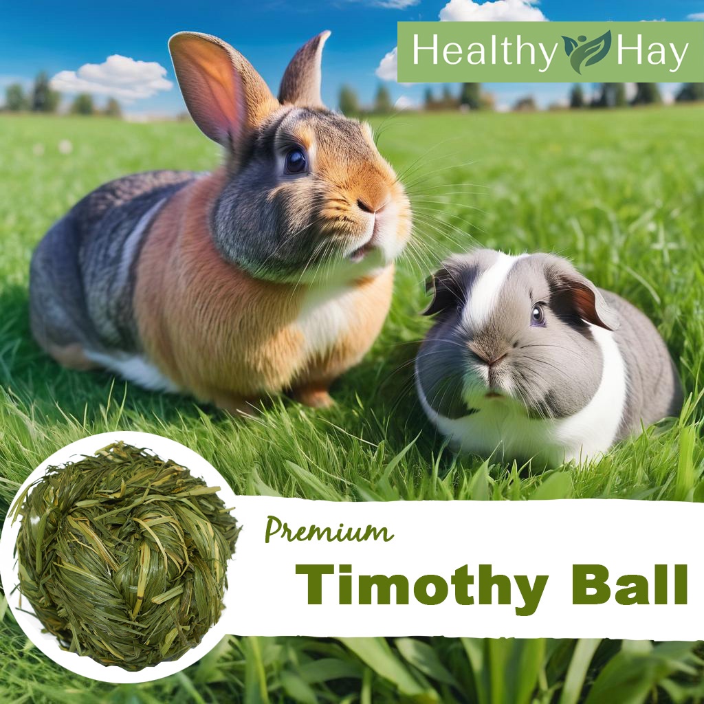 Timothy ball ทิมโมธีพรีเมี่ยมบอล สำหรับลับฟันและเพลิดเพลิน | Shopee ...
