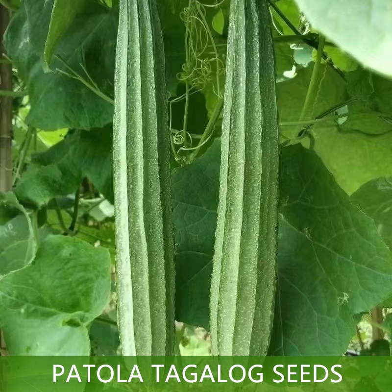 การปลูกในร่ม ปลูกง่าย ปลูกได้ทั่วไทย (20เมล็ด/ซอง) มล็ดพันธุ์บวบเหลี่ยม ...