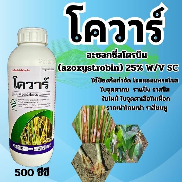 อะซอกซีสโตรบิน 🍀🌶Azoxystrobin 25% โควาร์ 500cc. ป้องกันกำจัดโรคพืช โรค ...
