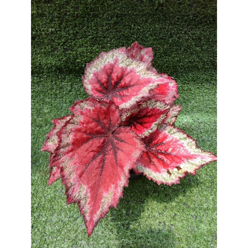 ต้นบีโกเนีย"Salsa"[Begonia Rex "Salsa"] ไม้ในกระถาง3" | Shopee Thailand