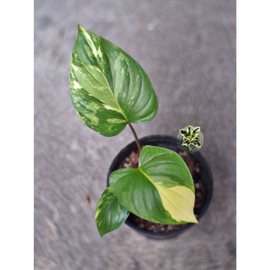 Homalomena Rubescens Mint Variegated เสน่ห์จันทร์บุษราคัมมิ้นท์ ด่าง ...