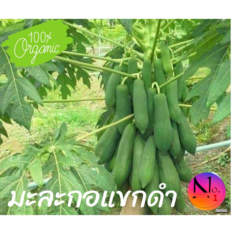 มะละกอแขกดำ (ดิบ) 🌿 มีความกรอบ เนื้อดิบสีขาวขุ่น เนื้อไม่แข็งกระด้าง ...