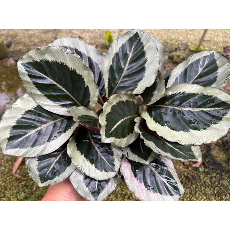 คล้าม่วงนารีหรือซินเทีย Calathea riseopicta ‘Cynthia’กระถาง6”กอใหญ่ ...