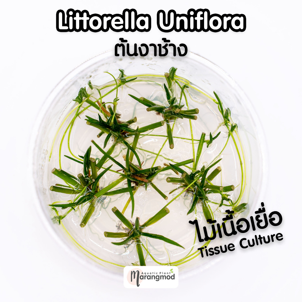 Littorella Uniflora : ต้นงาช้าง (ไม้เนื้อเยื่อ Tissue Culture) | Shopee ...
