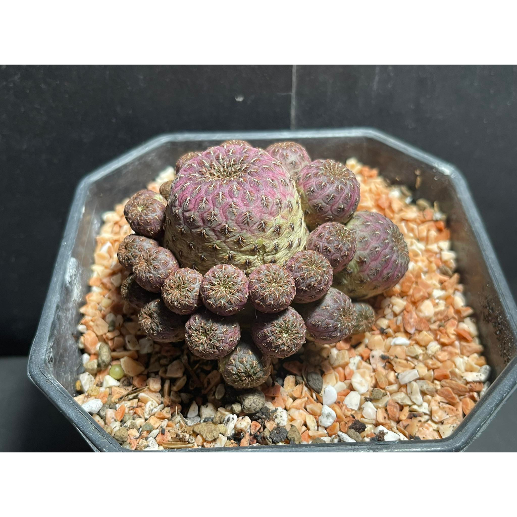 แคคตัส สตรอเบอรี่ (Sulcorebutia rauschii)ฟอร์มกอ | Shopee Thailand