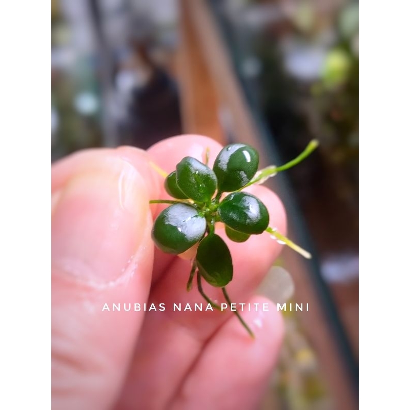 Anubias nana petite mini /mini coin ใบน้ำ100% และเนื้อเยื้อ | Shopee ...