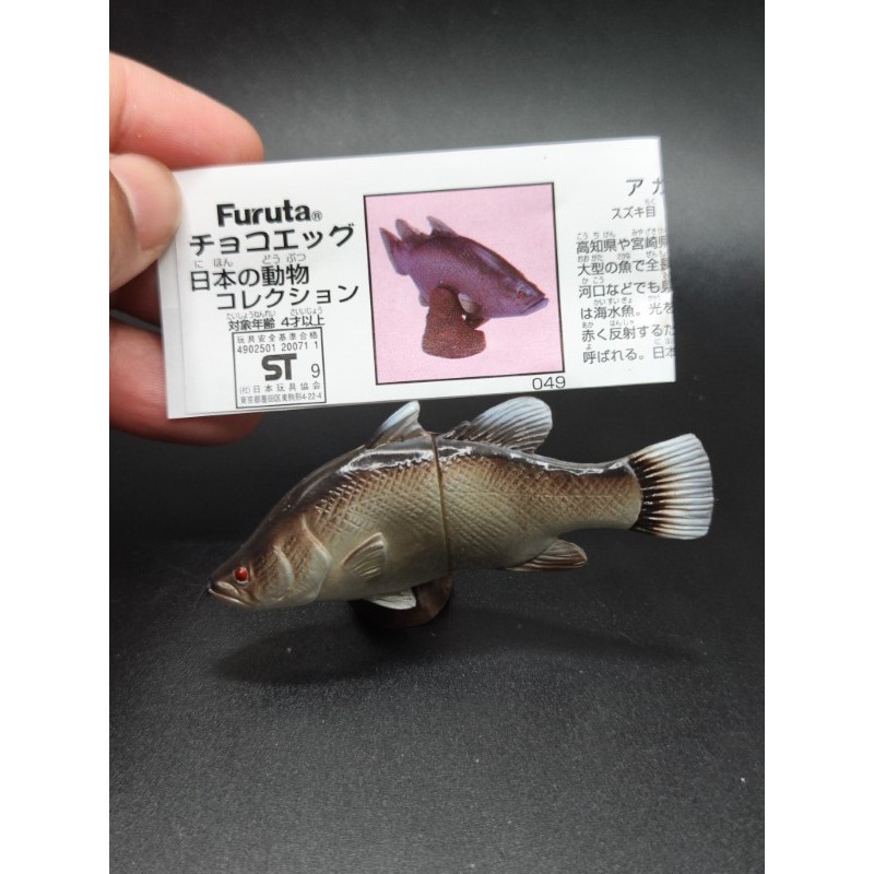 ฟิกเกอร์ สัตว์จิ๋ว ปลากะพงญี่ปุ่น Akame (Japanese Barramundi) Choco Egg ...
