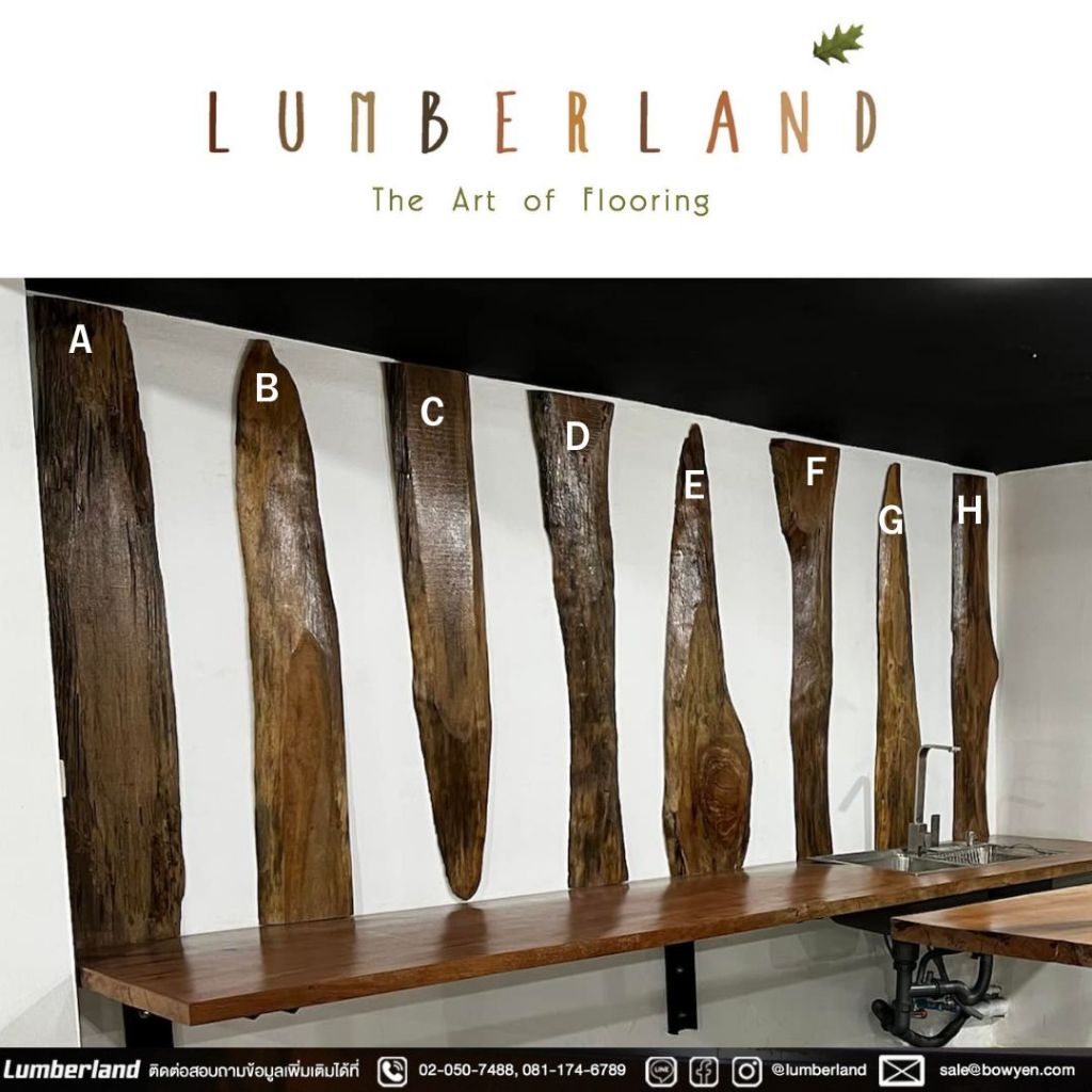Lumberland : แผ่นไม้ยางนาตกแต่งผนังเคลือบสวยงามคละแบบ ขนาดกว้างประมาณ ...