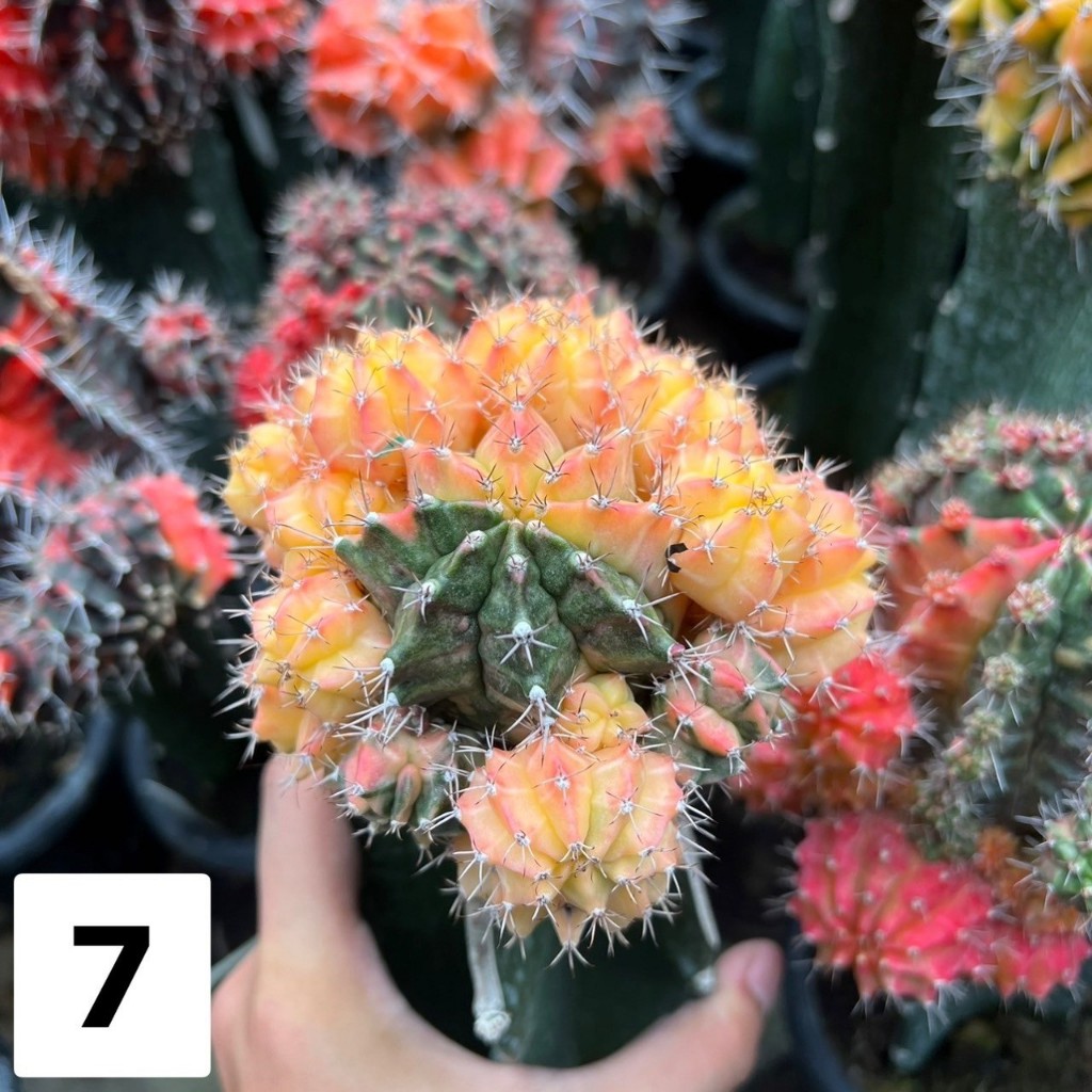 ไม้กราฟ แคคตัส แม่พันธุ์ กระบองเพชร โคลน T-RUK T-RAK ทีลัก ด่างส้ม ...