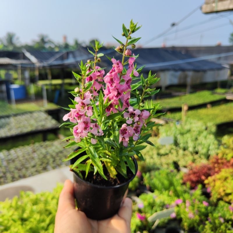 ต้น forget me not (ฟอร์เก็ทมีน็อต) คละสี ขนาด 3 นิ้ว | Shopee Thailand