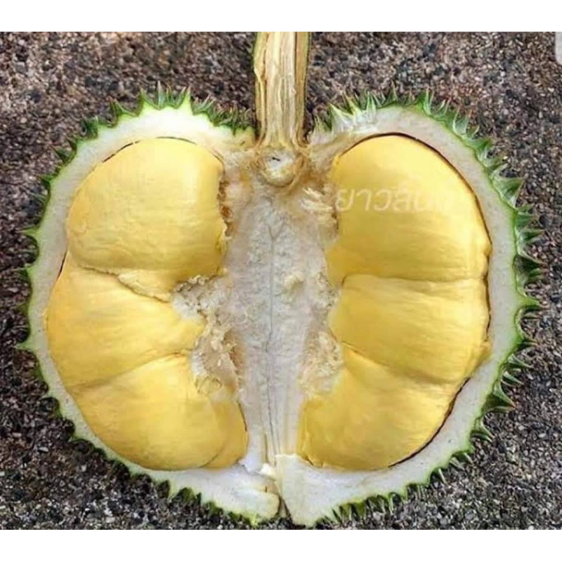 ต้นทุเรียนยาวลิ้นจี่30-40cm1ชุด5ต้น | Shopee Thailand