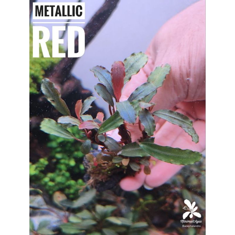Bucephalandra,Bucep,บูเซป,Kedagang Mini, Lamandau, Purple Red, Metallic ...