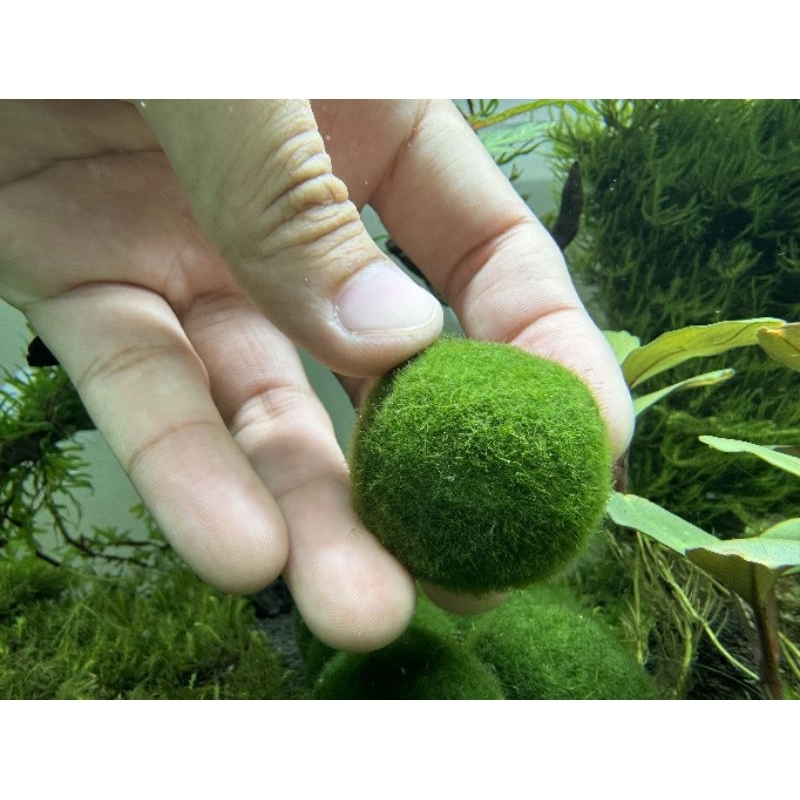 Marimo มาริโมะสายพันธุ์ญี่ปุ่น ขนาด 3-3.5 ซม. (พร้อมส่ง) | Shopee Thailand