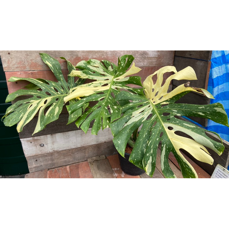 Monstera Thaiconstellation | Shopee Thailand
