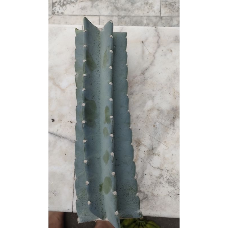 จามาคารู ไร้หนาม หนามกุด 12-14นิ้ว ถูกที่สุดกระบองเพชรหนามกุด ผลทานได้ ...