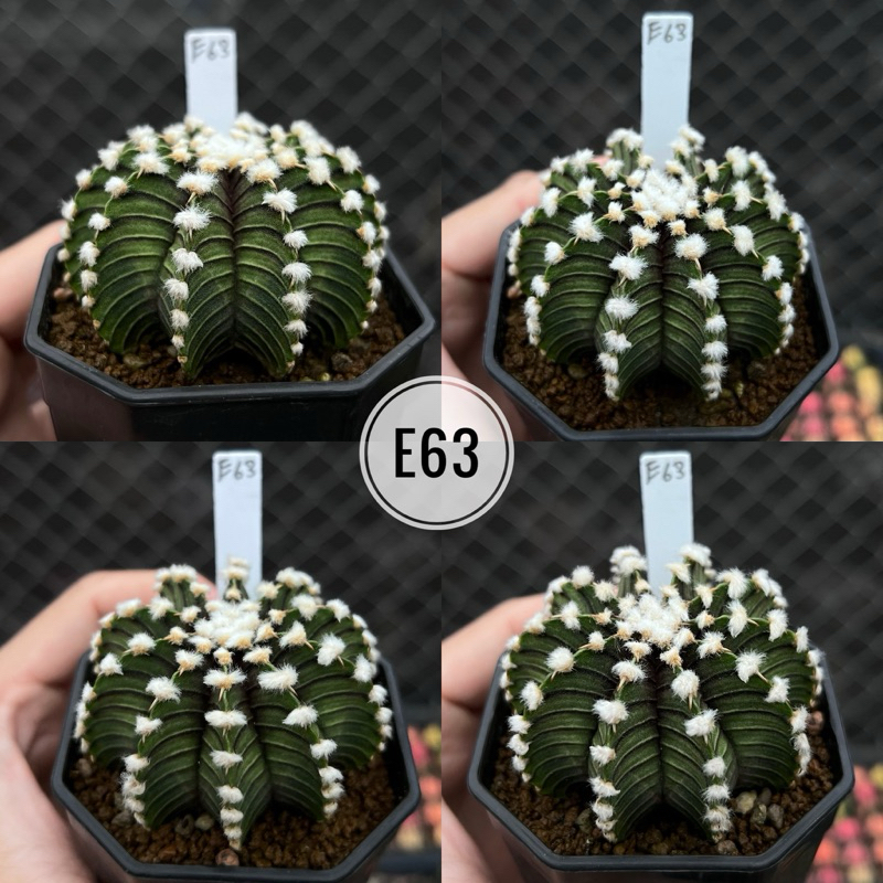 LB2178 ไซด์แม่พันธุ์ ขนาด 6 ซม ทุกต้น LBแท้ แอลบี2178 2178 LB2178แท้ | Shopee Thailand