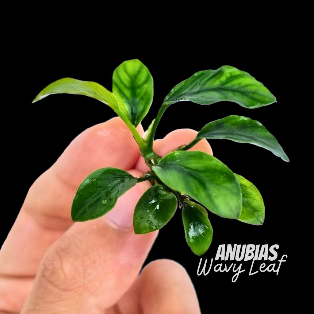 อนูเบียสใบหยัก เลือกขนาดได้ - ANUBIAS NANA ‘LONG WAVY’ ต้นไม้น้ำ ...