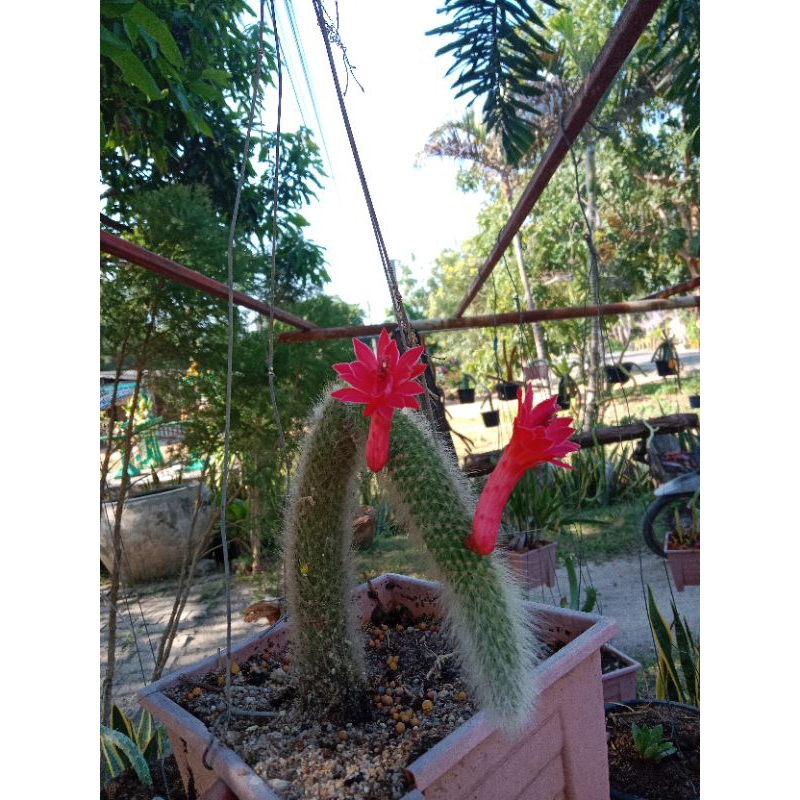 หางลิงดอกสีแดง ไม้ชำหน่อ | Shopee Thailand