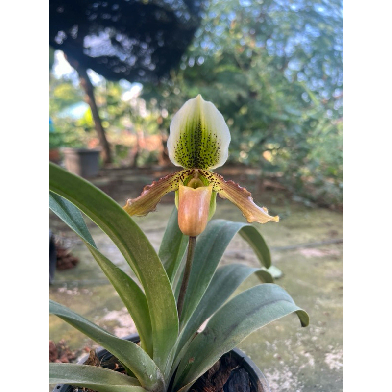 paph exul x glaucophyllum(กระบี่xกลอโค) | Shopee Thailand