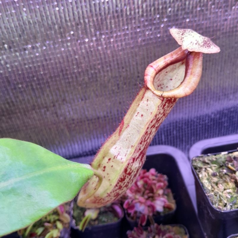 🔥Nepenthes n.dyeria หม้อข้าวหม้อแกงลิง | Shopee Thailand