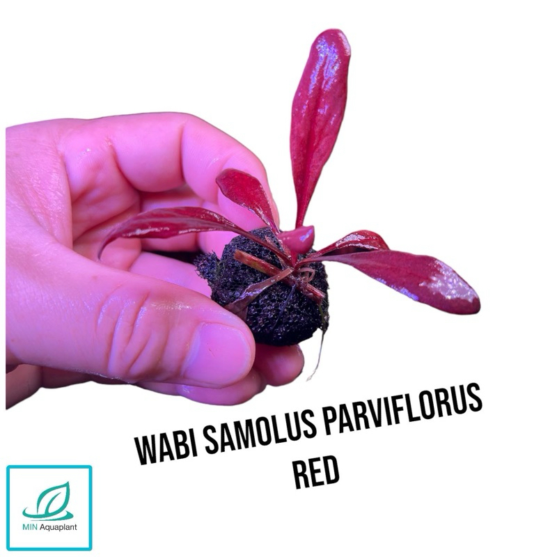 Samolus parviflorus red ไม้หน้าตู้ สีแดง โตช้า สำหรับคนขี้เกียจตัด ...
